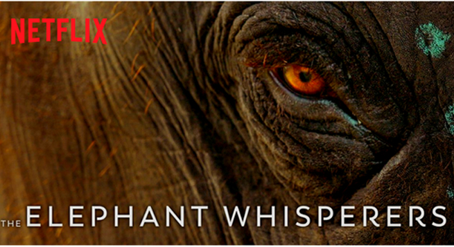 Netflix documentary ‘Elephant Whisperers’ shortlisted for 95th Oscars ...